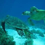 Diving in Ras Mohammed National Park
